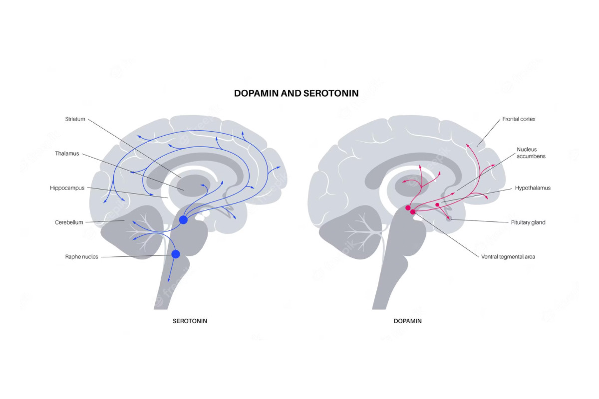 Understanding the Difference Between Serotonin and Dopamine ‍ - The ...
